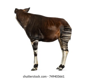 Side View Okapi Standing Looking Back Stock Photo 749403679 | Shutterstock