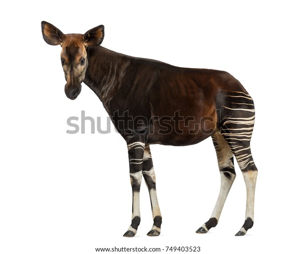 Side View Okapi Standing Looking Camera Stock Photo (Edit Now) 749403523