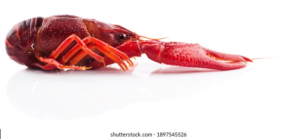 18,287 Crawfish claw Images, Stock Photos & Vectors | Shutterstock