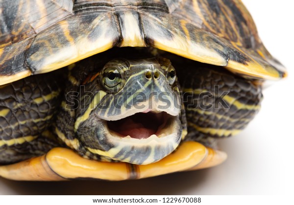 Side View Pet Turtle Redeared Slider Stock Photo 1229670088 | Shutterstock