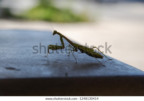 Side View Praying Mantis Stock Photo 1248130414 | Shutterstock