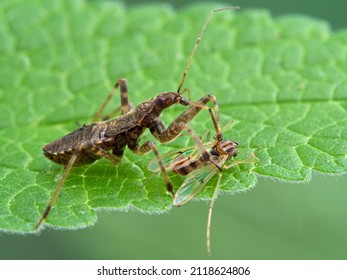 10,791 Sharp bug Images, Stock Photos & Vectors | Shutterstock