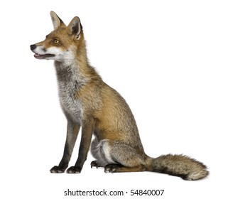 282 Fox side view sitting Images, Stock Photos & Vectors | Shutterstock