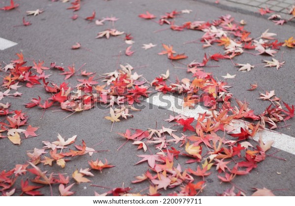 Side View Red Leafs On Bike Stock Photo 2200979711 | Shutterstock