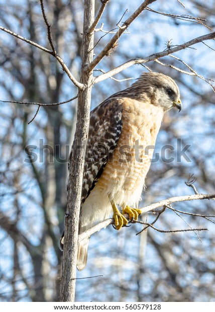 Side View Red Shouldered Hawk Standing Stock Photo 560579128 | Shutterstock
