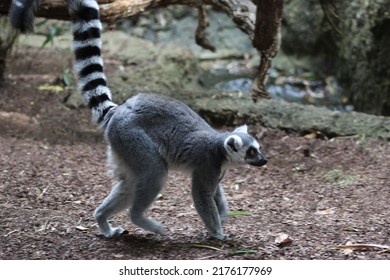 Side View Ring Tailed Lemur Standing Stock Photo 2176177969 | Shutterstock
