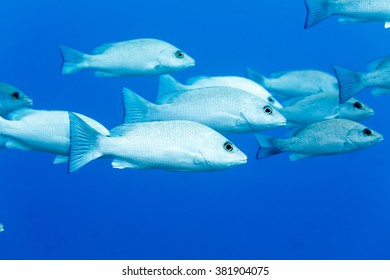 Side View School Gray Snapper Lutjanus Stock Photo 381904075 | Shutterstock
