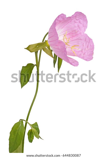 Side View Single Flower Stem Leaves Stock Photo (Edit Now) 644830087