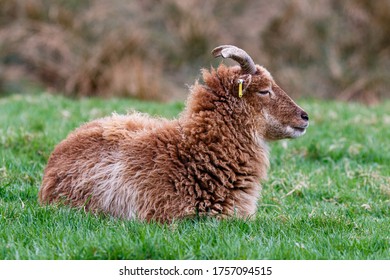 203 Sheep Lying On Side Images, Stock Photos & Vectors | Shutterstock