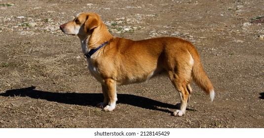 2,617 Dog nose side view Images, Stock Photos & Vectors | Shutterstock