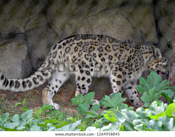 Side View Snow Leopard Taking Shelter Stock Photo 1264958845 | Shutterstock