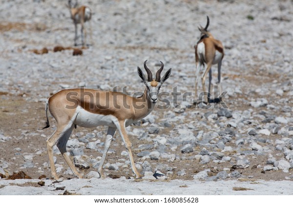 Side View Springboks Over Stone Ground Stock Photo 168085628 | Shutterstock