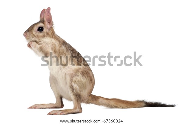 Side View Springhare Pedetes Capensis Standing Stock Photo 67360024 ...