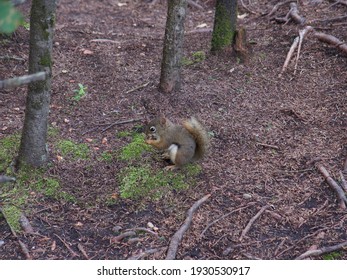 Side View Squirrel Stock Photo 1930530917 | Shutterstock