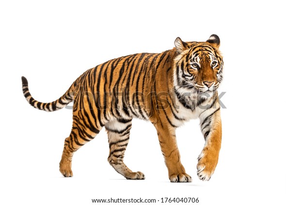 Side View Tiger Walking Away Isolated Stock Photo 1764040706 | Shutterstock