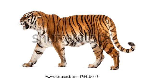 Side View Tiger Walking Looking Agressive Stock Photo 1764184448 ...