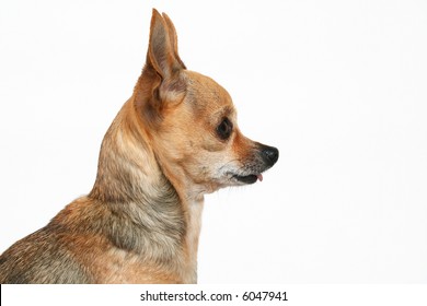 1,123 Chihuahua side view Stock Photos, Images & Photography | Shutterstock
