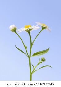 Side View Tiny Eastern Daisy Daisy Stock Photo (Edit Now) 1510372619