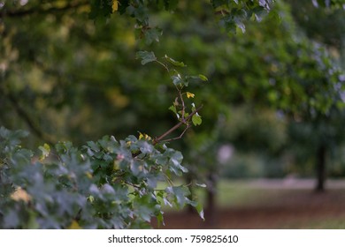 Side View Tree Leaf Park Stock Photo 759825610 | Shutterstock