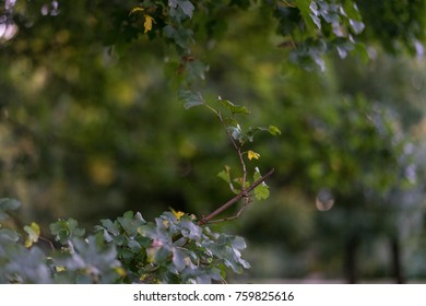 Side View Tree Leaf Park Stock Photo 759825616 | Shutterstock