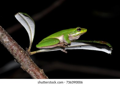 345 Dwarf Tree Frog Images, Stock Photos & Vectors | Shutterstock