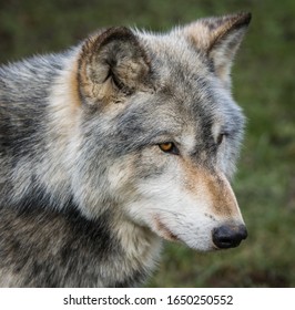 Side View Wolf Face Stock Photo 1650250552 | Shutterstock