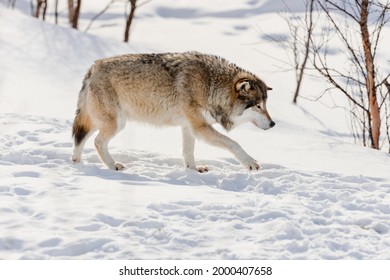 Side View Wolf Walking On Snow Stock Photo 2000407658 | Shutterstock
