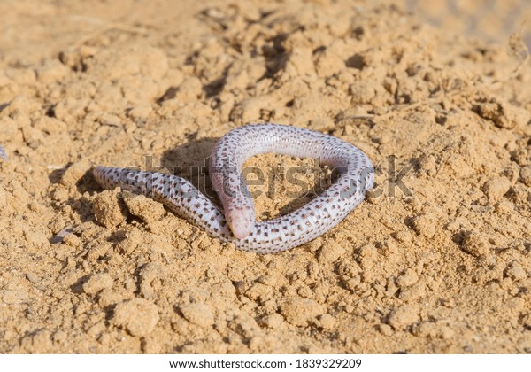 Side View Worm Lizard Found On Stock Photo 1839329209 | Shutterstock