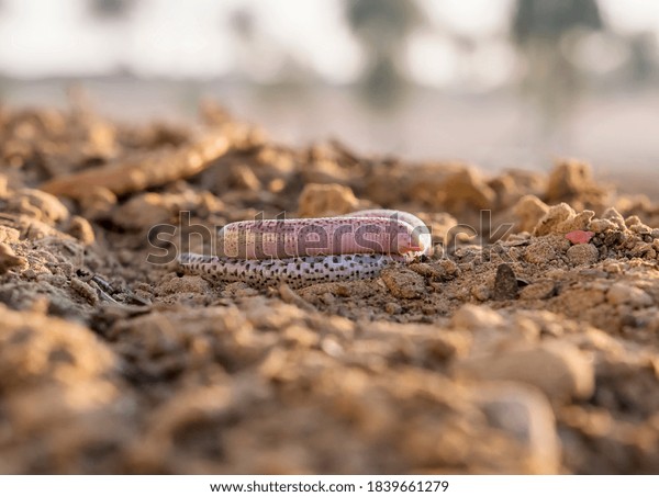 Side View Worm Lizard Found On Stock Photo 1839661279 | Shutterstock