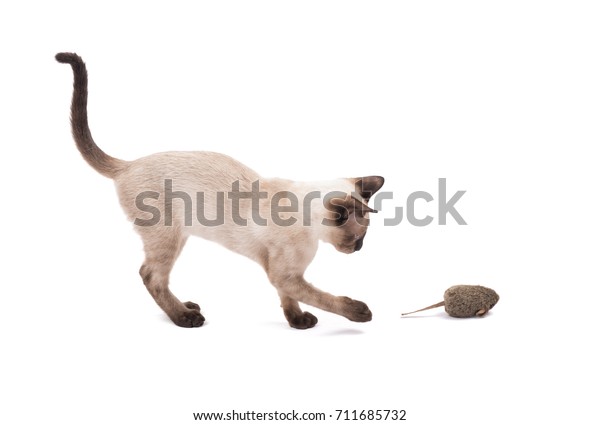 Side View Young Siamese Cat Swatting Stock Photo 711685732 | Shutterstock