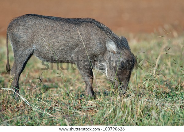 Side View Young Warthog Seen Grazing Stockfoto 100790626 | Shutterstock
