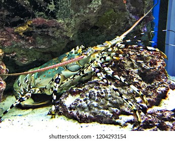 Siganus Doliatus Barred Spinefoot Scribbled Rabbitfish Stock Photo ...