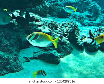 Siganus Doliatus Barred Spinefoot Scribbled Rabbitfish Stock Photo ...