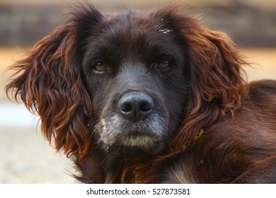 Newfoundland Terre Neuve Stock Photo (Edit Now) 589527401