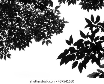Silhouette Leaf Tree Stock Photo 487541650 | Shutterstock