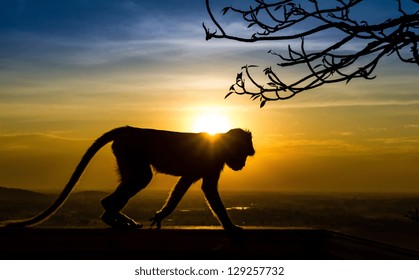 6,812 Monkey at sunset Images, Stock Photos & Vectors | Shutterstock