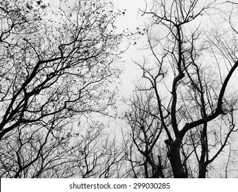 Bottom View Silhouette Black Tree Branches Stock Photo 516253819 ...