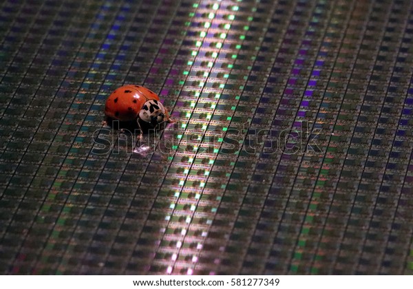 Silicon Wafer Bug Stock Photo 581277349 | Shutterstock