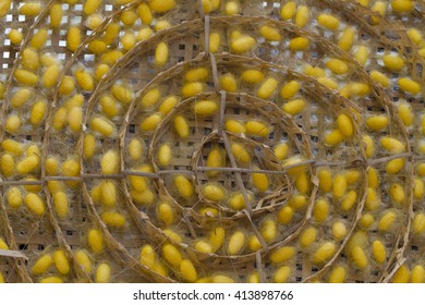 Silkworm Cocoon Shell Stock Photo 413898766 | Shutterstock
