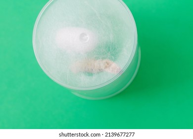 Silkworm Make Cocoon Plastic Container Stock Photo 2139677277 ...
