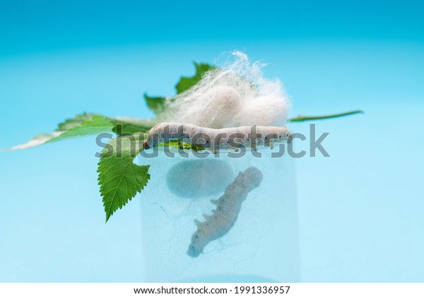 Silkworm Make Cocoon Plastic Container Stock Photo (Edit Now) 1991336957