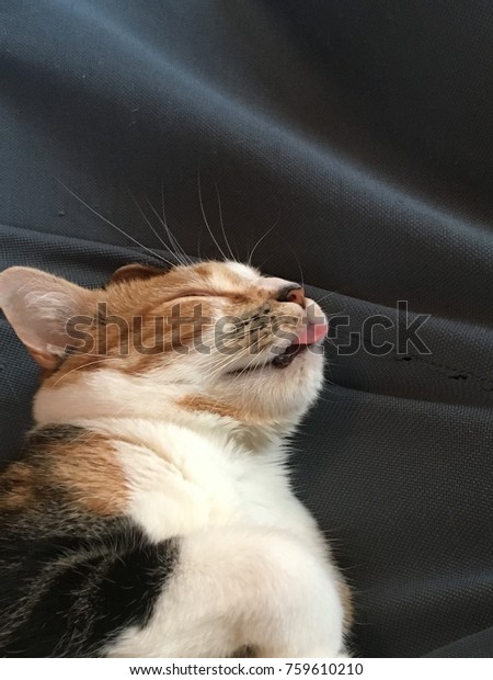 Silly Calico Cat Stock Photo 759610210 | Shutterstock