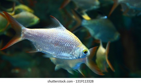 Predatory Fish Piranha Pygocentrus Nattereri ภาพสต็อก 770548402 ...