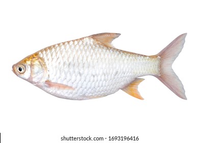494 Java barb fish Images, Stock Photos & Vectors | Shutterstock