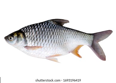 2,406 Silver barb fish Images, Stock Photos & Vectors | Shutterstock