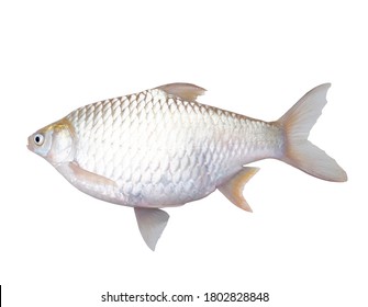 494 Java barb fish Images, Stock Photos & Vectors | Shutterstock