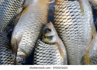 494 Java barb fish Images, Stock Photos & Vectors | Shutterstock