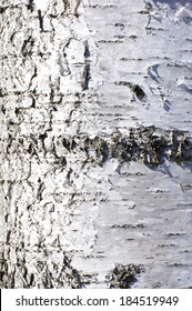 Silver Birch Bark Surface Texture Portrait Stock Photo 184519949 ...