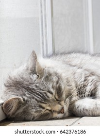 Cute Silver Cat Siberian Breed Sleeping ภาพสต็อก 640043485 | Shutterstock