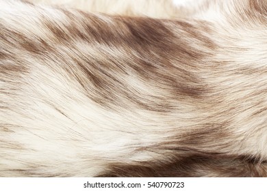 Silver Fox Fur Texture Stock Photo 540790723 | Shutterstock